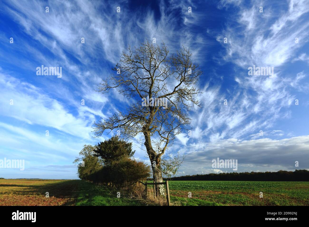 Lone tree against a dramatic sky Cotswolds Gloucestershire Stock Photo ...