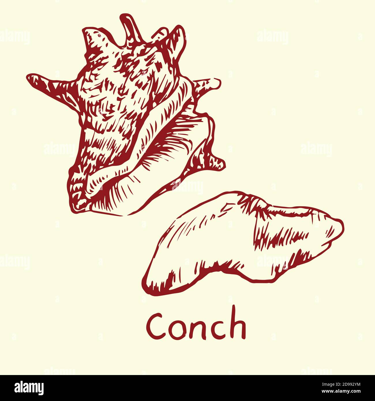 Conch meat hi-res stock photography and images - Alamy