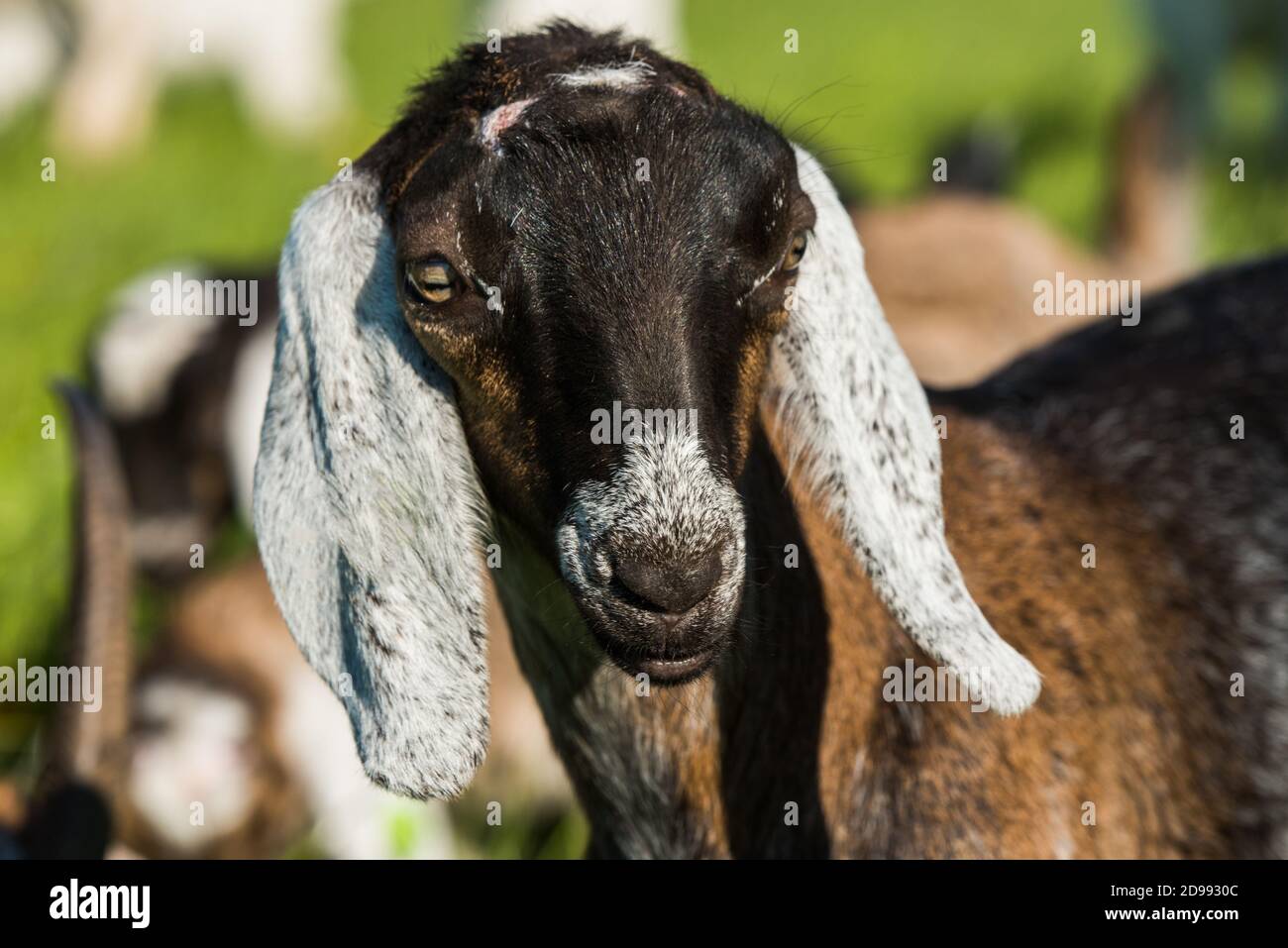 south african boer goat doeling portrait on nature Stock Photo - Alamy