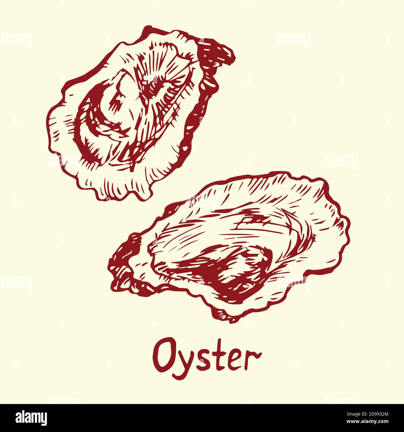 Oyster isolated, outline simple doodle drawing in gravure style with ...