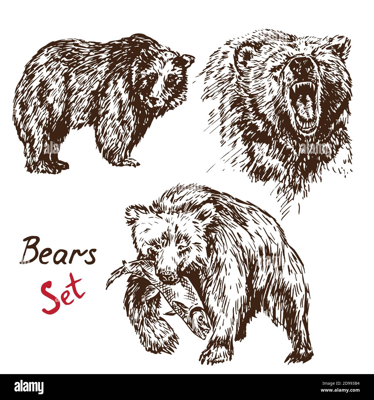 Bear Drawing Simple