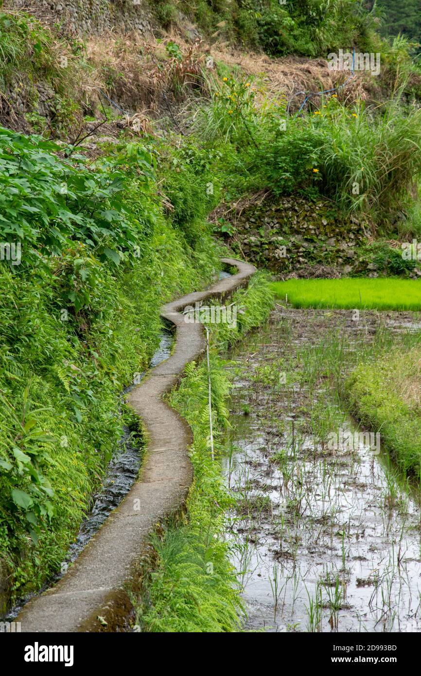 Empty footpath next to rice terrace. Rice paddy mostly filled with ...