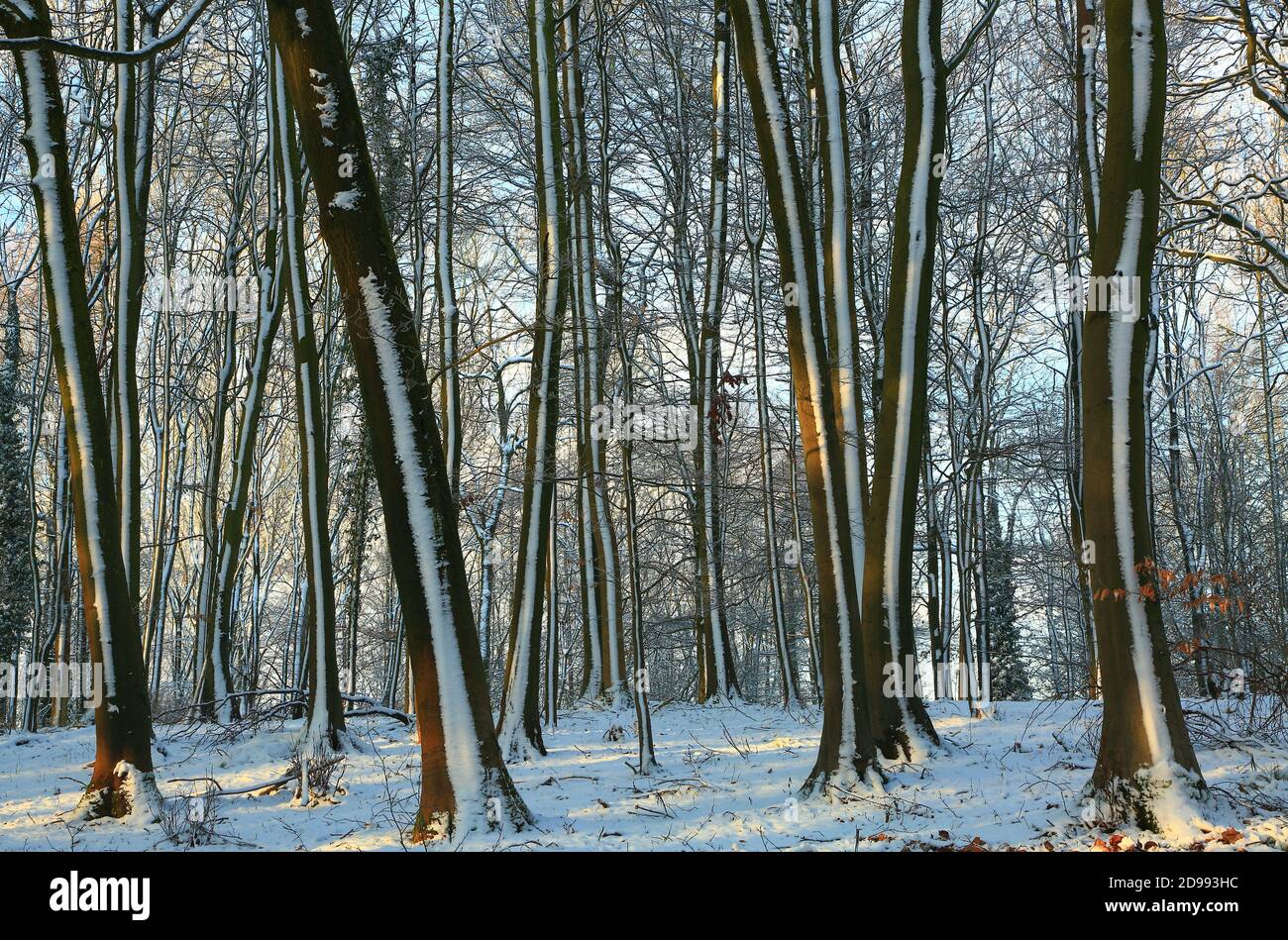 Woodland snow Broadway Woods Cotswolds Stock Photo - Alamy