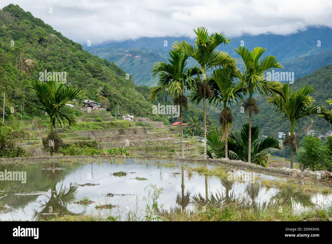 Rice field landscape in the mountains with palm trees between the rice ...