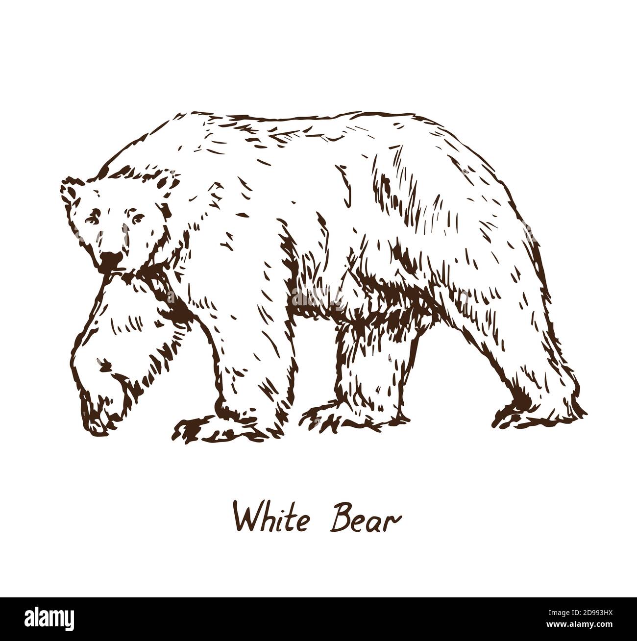 Simple Black Bear Drawings