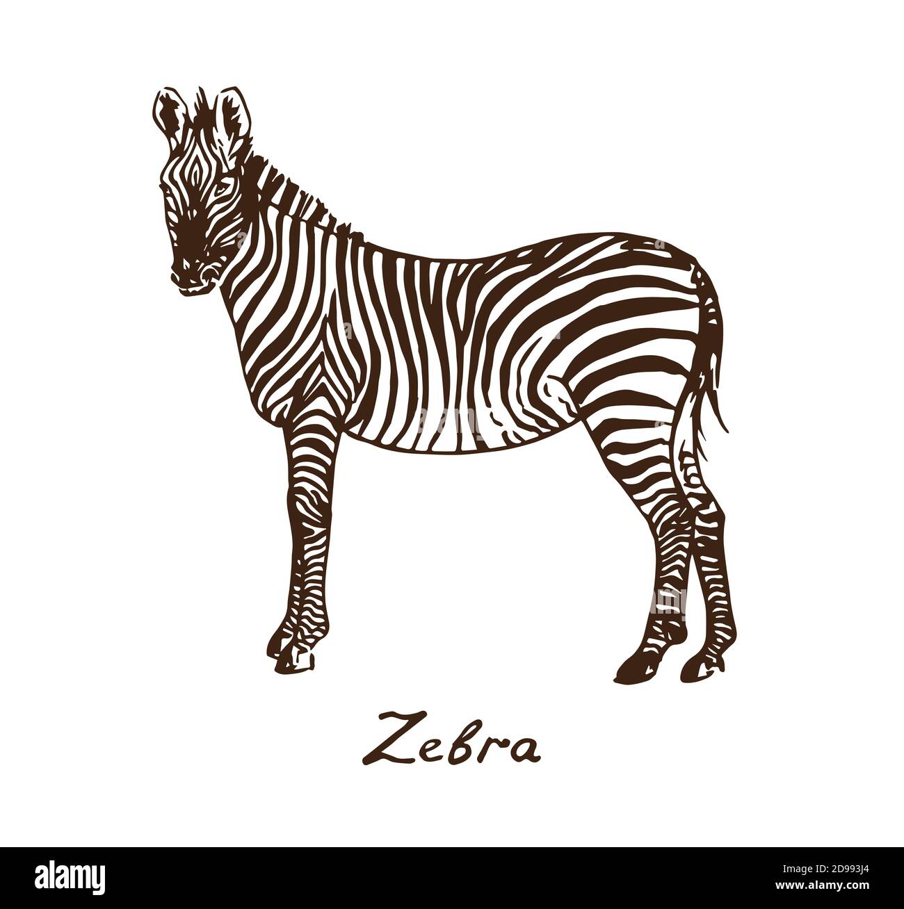 Simple Zebra Drawing