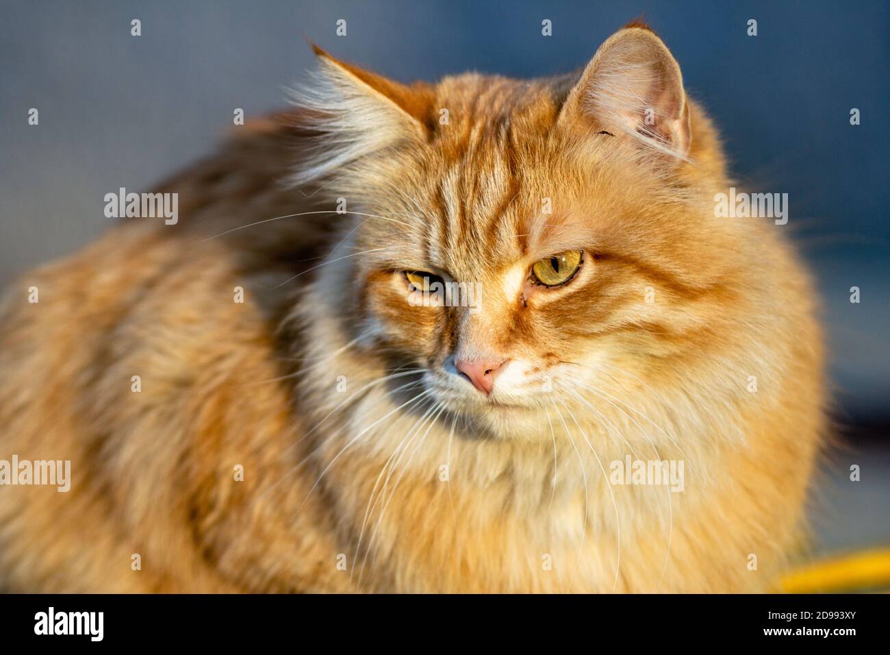 Beautiful ginger adult domestic hi-res stock photography and images - Alamy