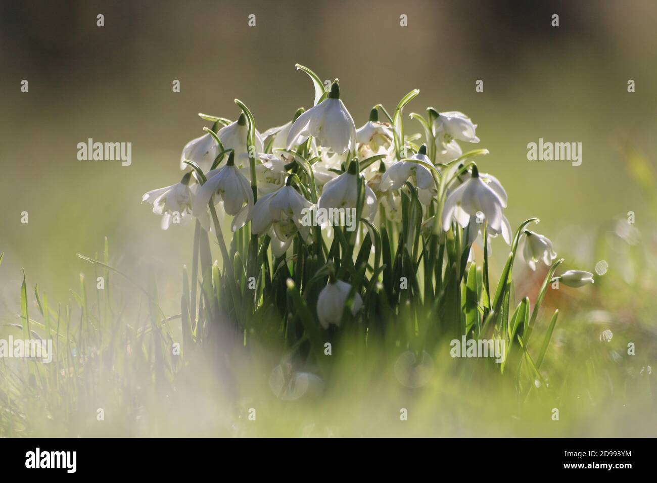 Snowdrops , close up of spring snow drops shot at ground level on a ...