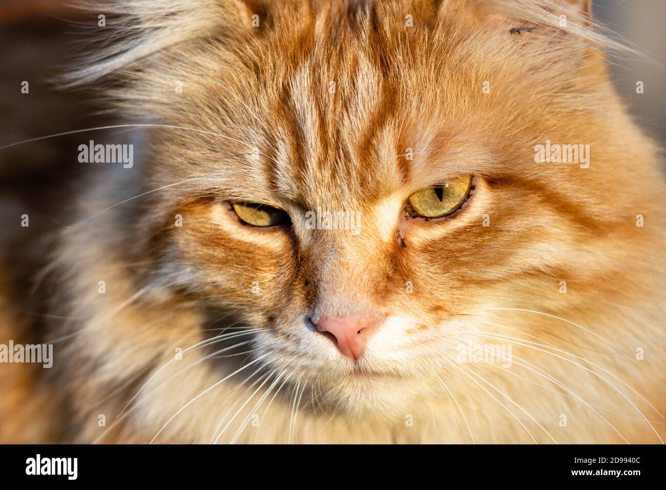 Portrait of a ginger fluffy cat Stock Photo - Alamy