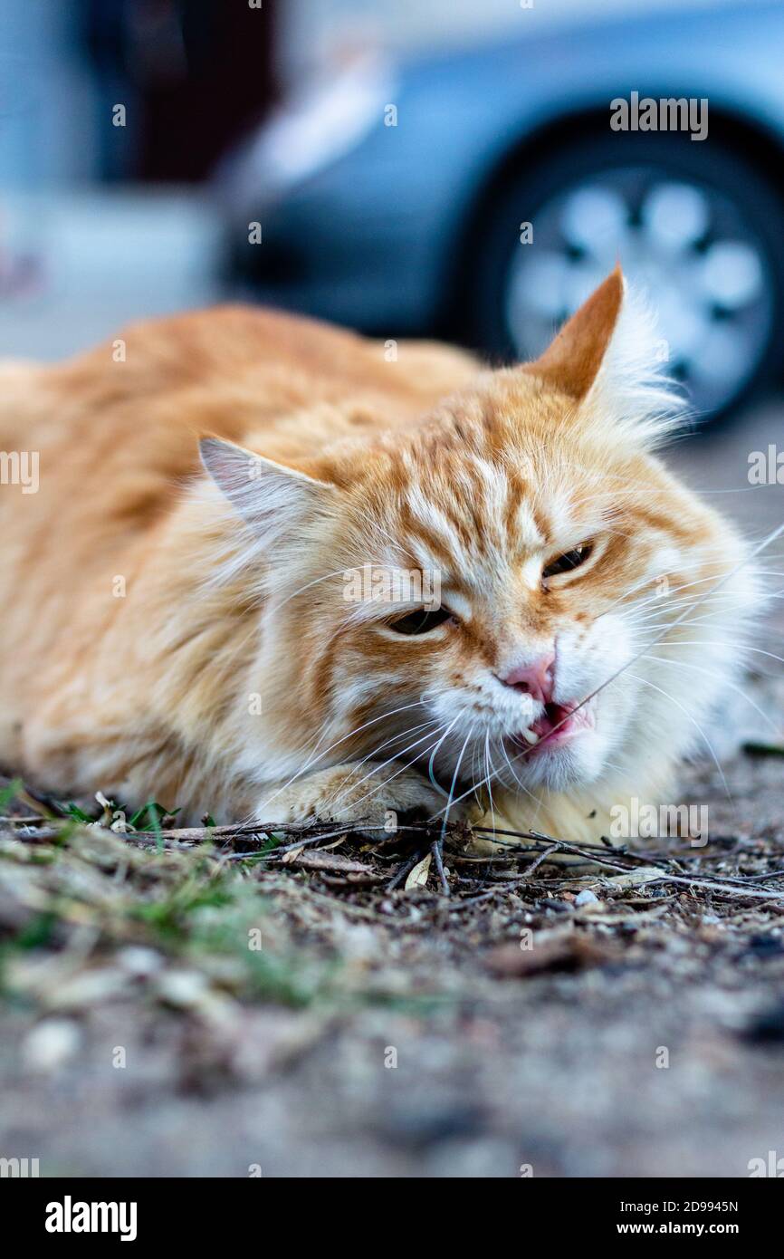 Ginger fluffy dirty cat gnaws Stock Photo - Alamy