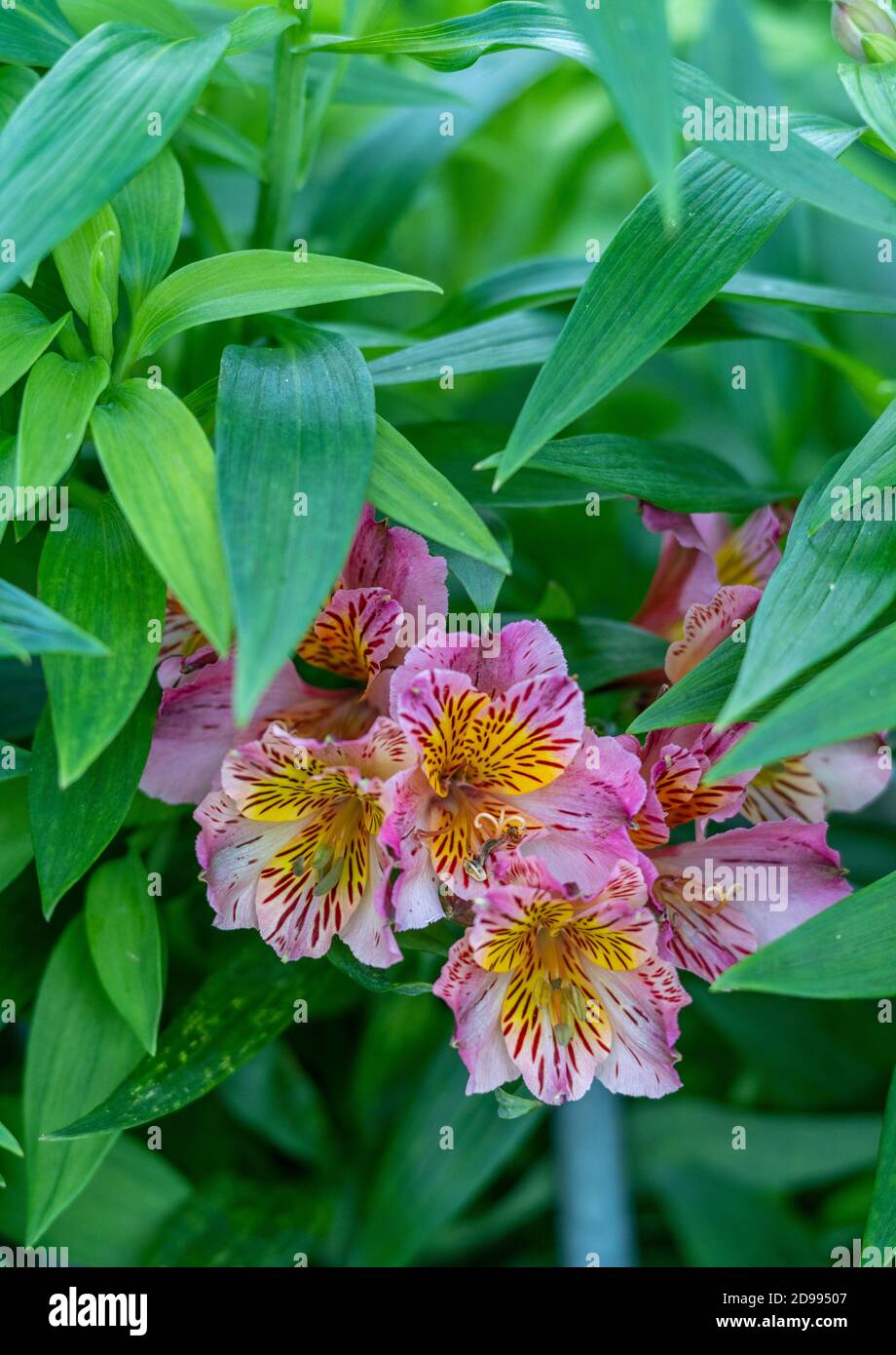Alstroemeria inticancha hi-res stock photography and images - Alamy