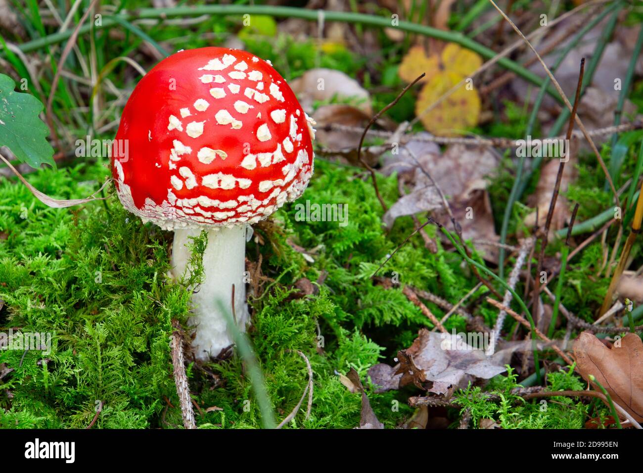 Top view of fly agaric mushroom, red with white dots. High angle view ...