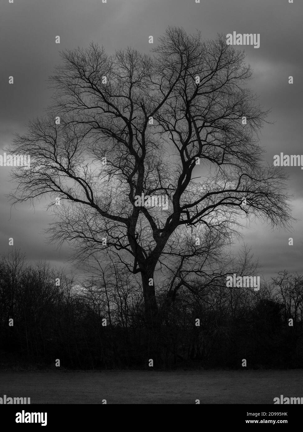 Bare tree in winter Stock Photo - Alamy