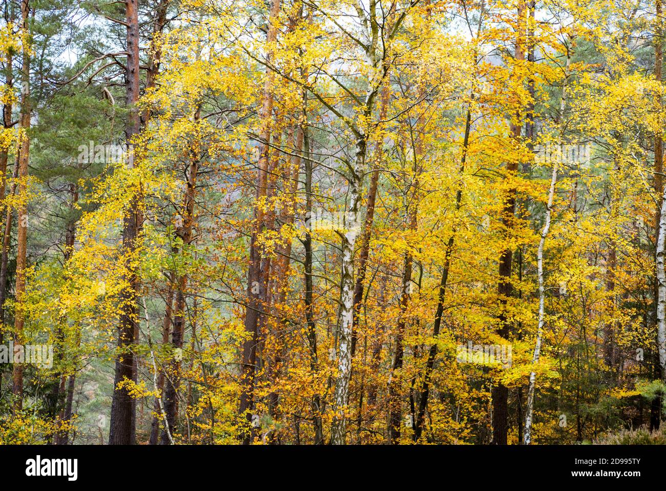 Autumn in the woods Stock Photo - Alamy