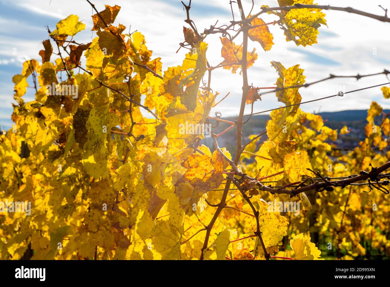 Grapevine in late autumn Stock Photo - Alamy