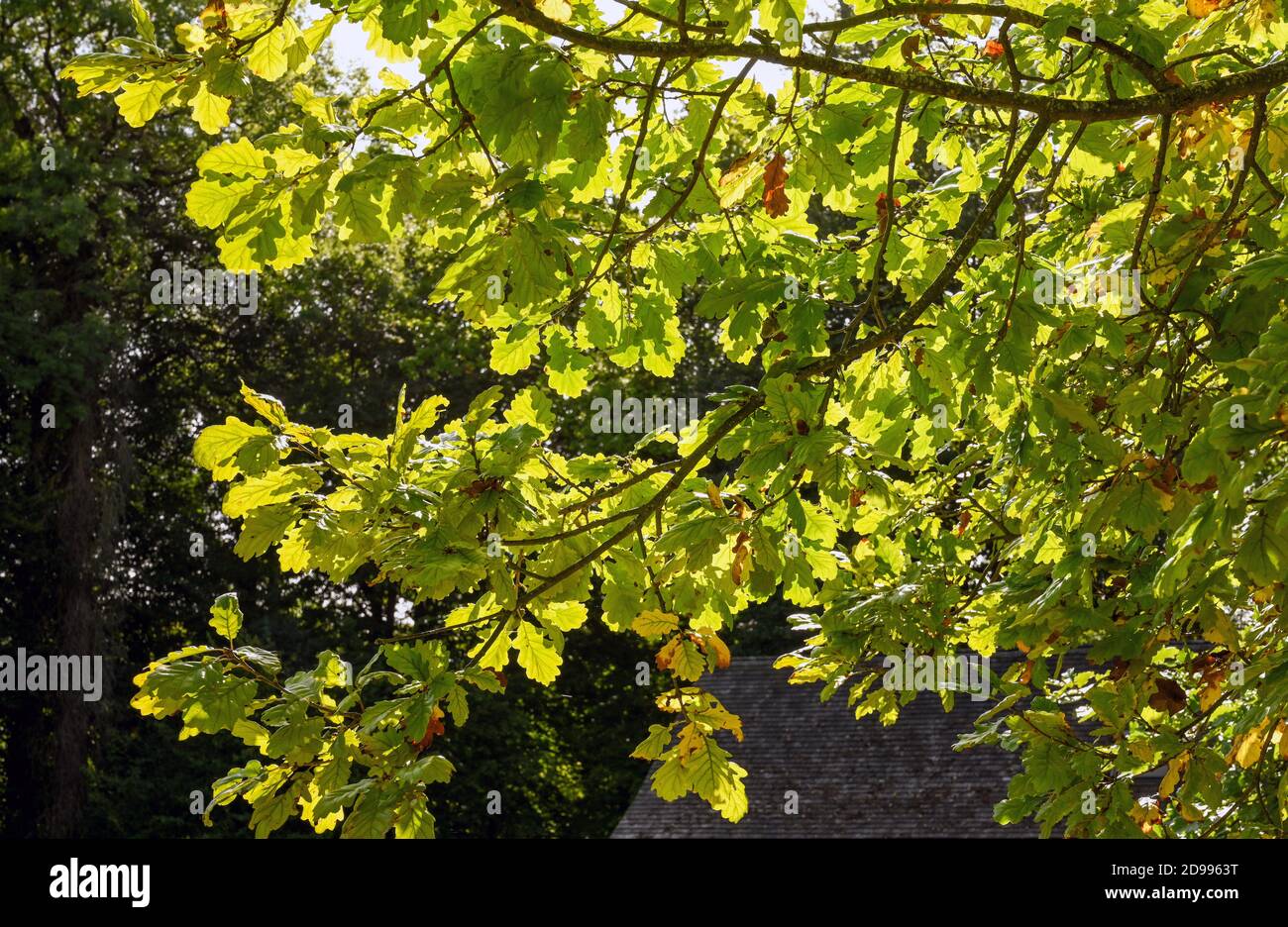 Back sunlight hi-res stock photography and images - Alamy