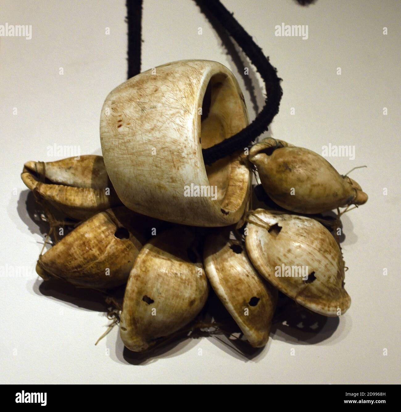 Mwali - Toea, Conus leopardus and Ovula ovum shells Trobriand Islands ...