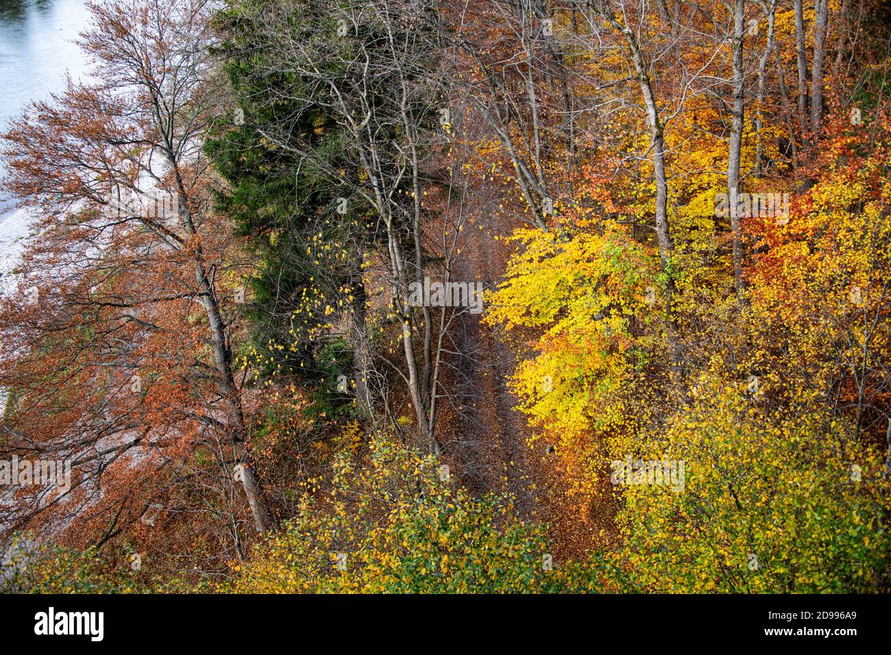 Warm colors of the trees in the forest near the river on an autumn day ...