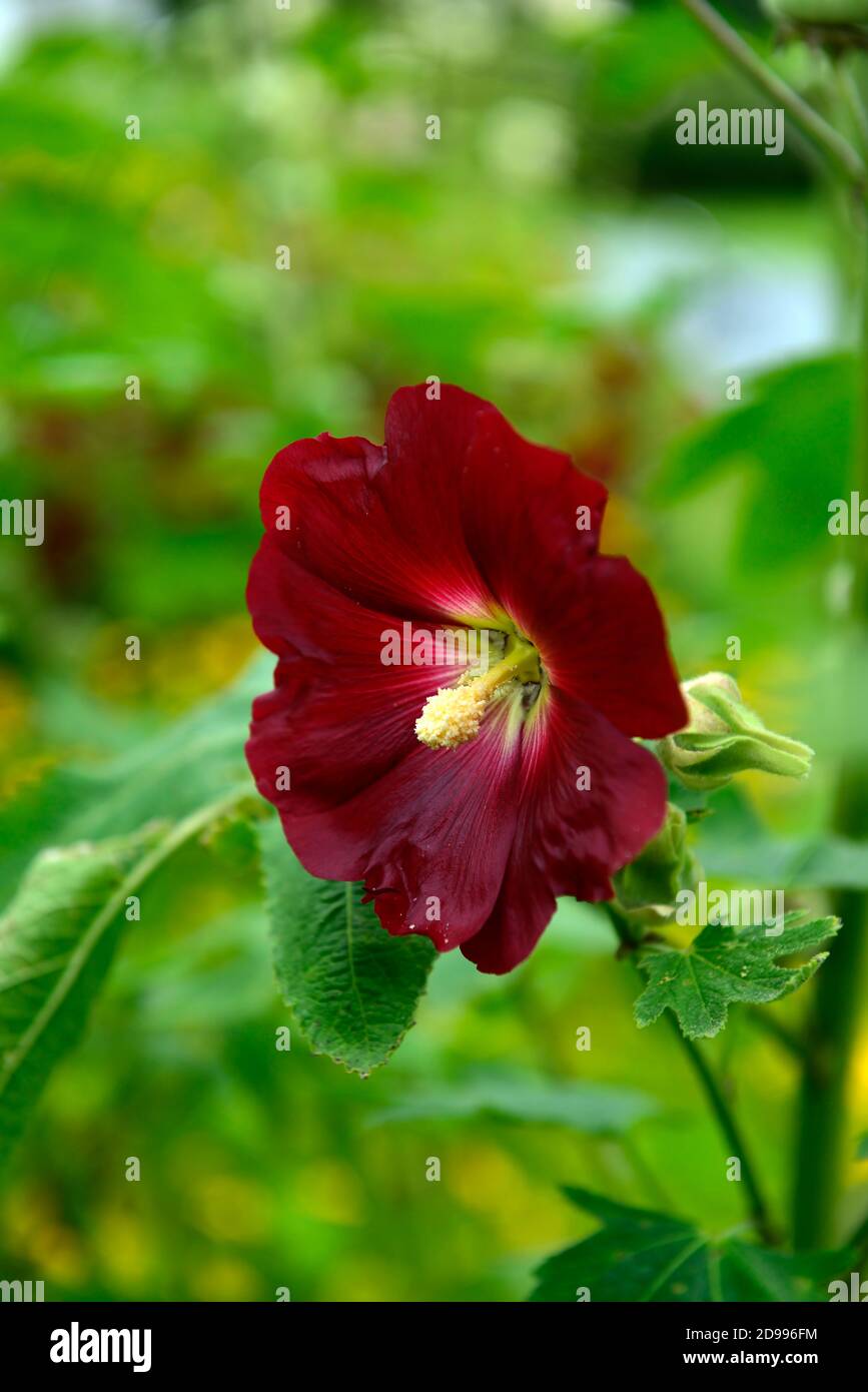 Alcea rosea, hollyhock,wine red flower,wine red flowers,flower,flowers ...