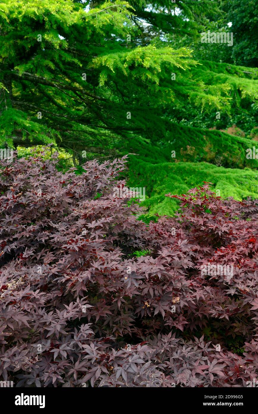 acer palmatum,purple leaves,foliage,oriental maples,japanese maple ...