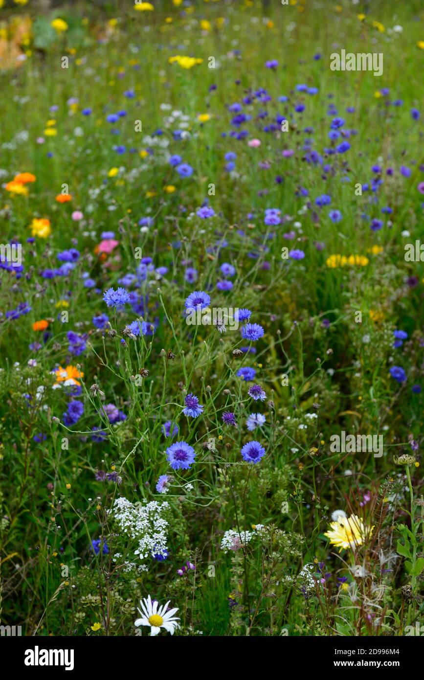 Blue wildflower hi-res stock photography and images - Alamy
