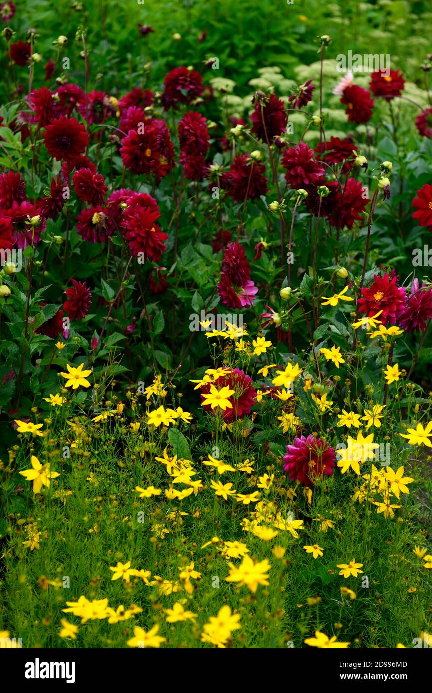 Deep yellow flowers hi-res stock photography and images - Alamy