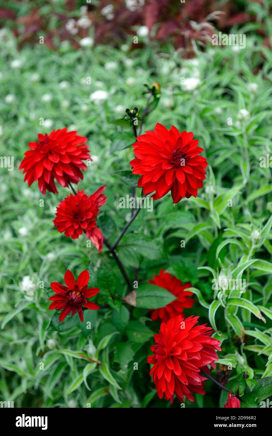Dahlia deep red flower hi-res stock photography and images - Alamy