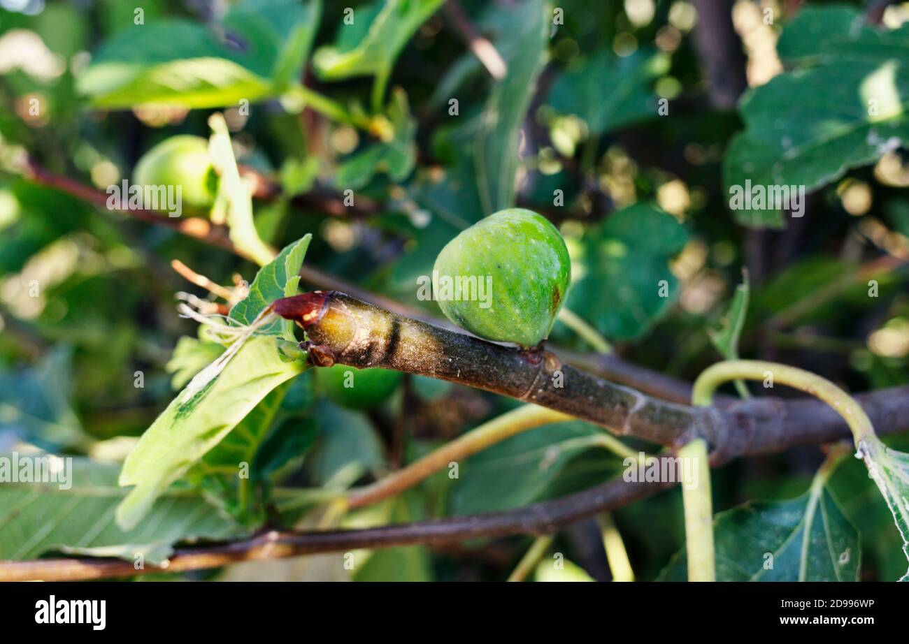 Fig tree with fruit close up Stock Photo - Alamy