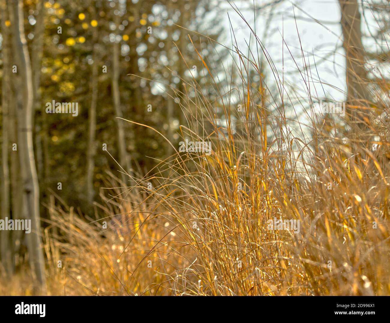 Seasonal grass hi-res stock photography and images - Alamy