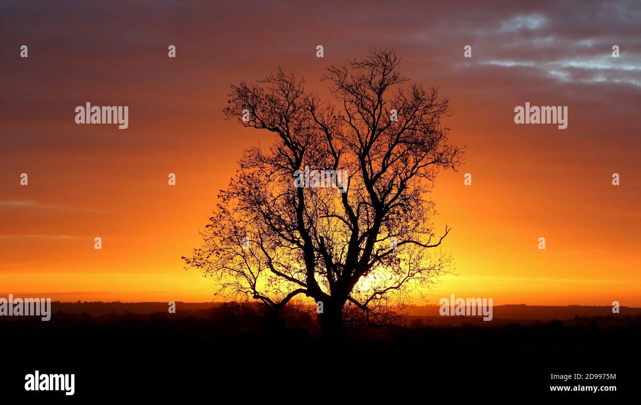 Isoloated tree silhouette at sunrise Naunton Cotswolds Gloucestershire ...