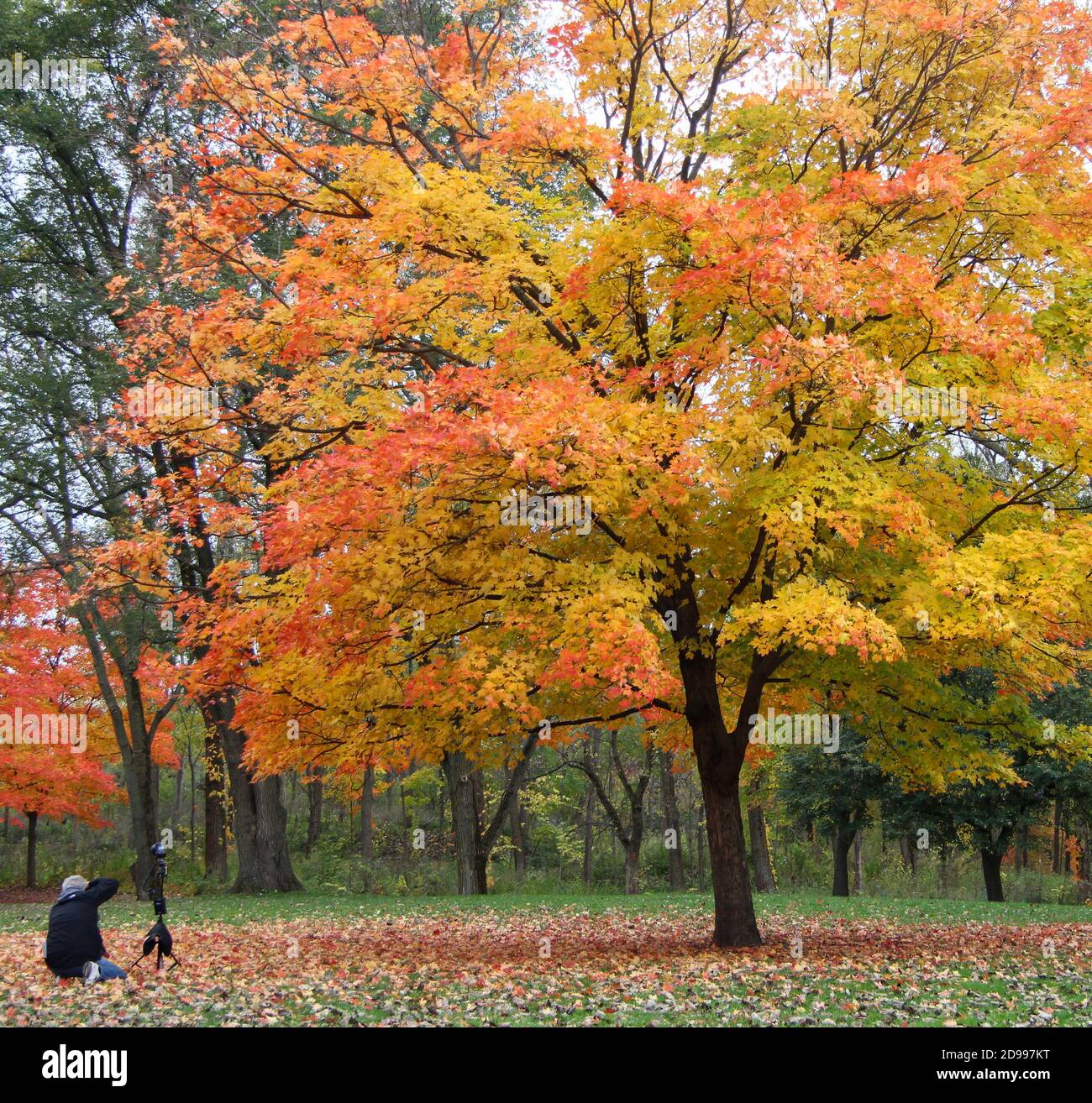 Brilliant red maple trees underplanted with perennial grasses grasses ...