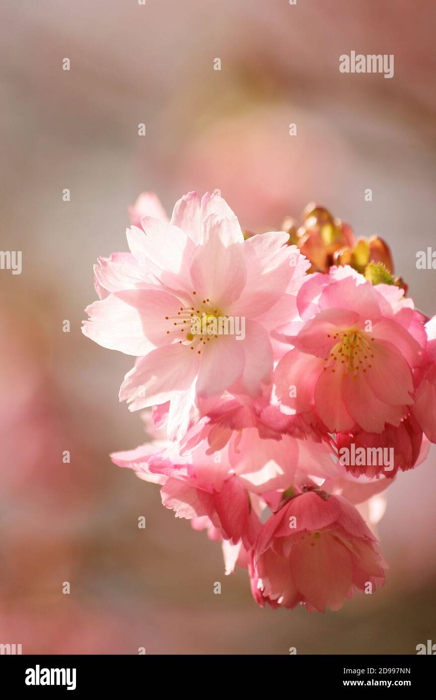 Sunlit spring Cherry blossom Stock Photo - Alamy