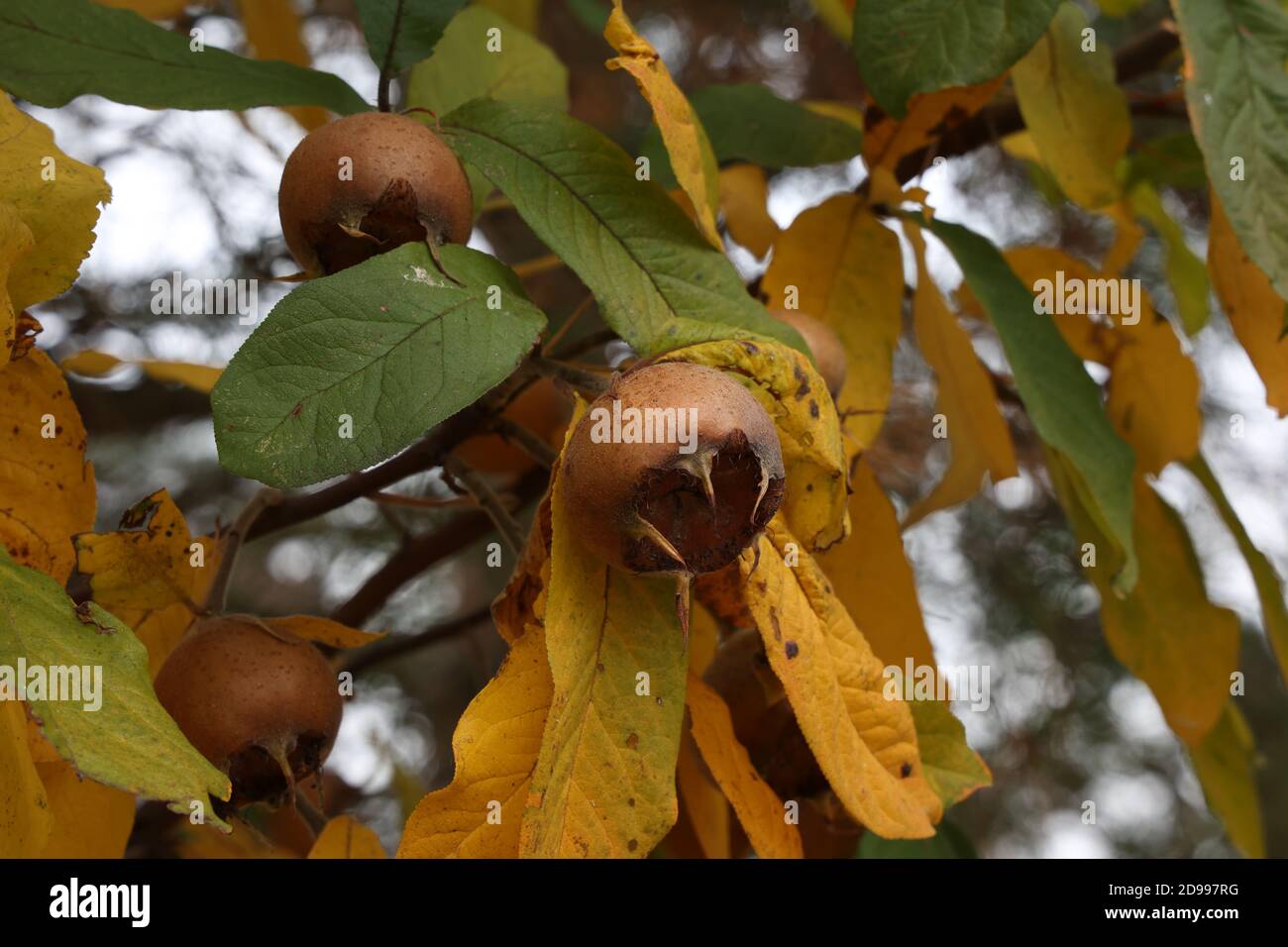 Fruit of Mespilus germanica, also named common medlar at a tree Stock ...