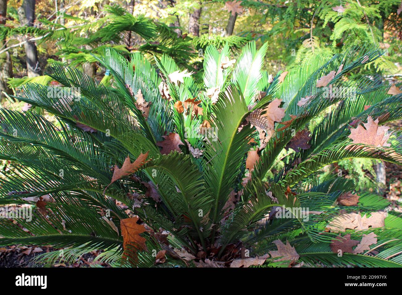 Cycas revoluta autumn in hi-res stock photography and images - Alamy