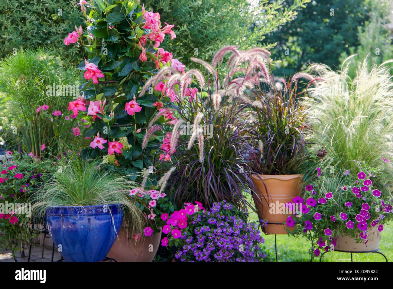 A colorful grouping of garden containers incorporating fuchsia ...