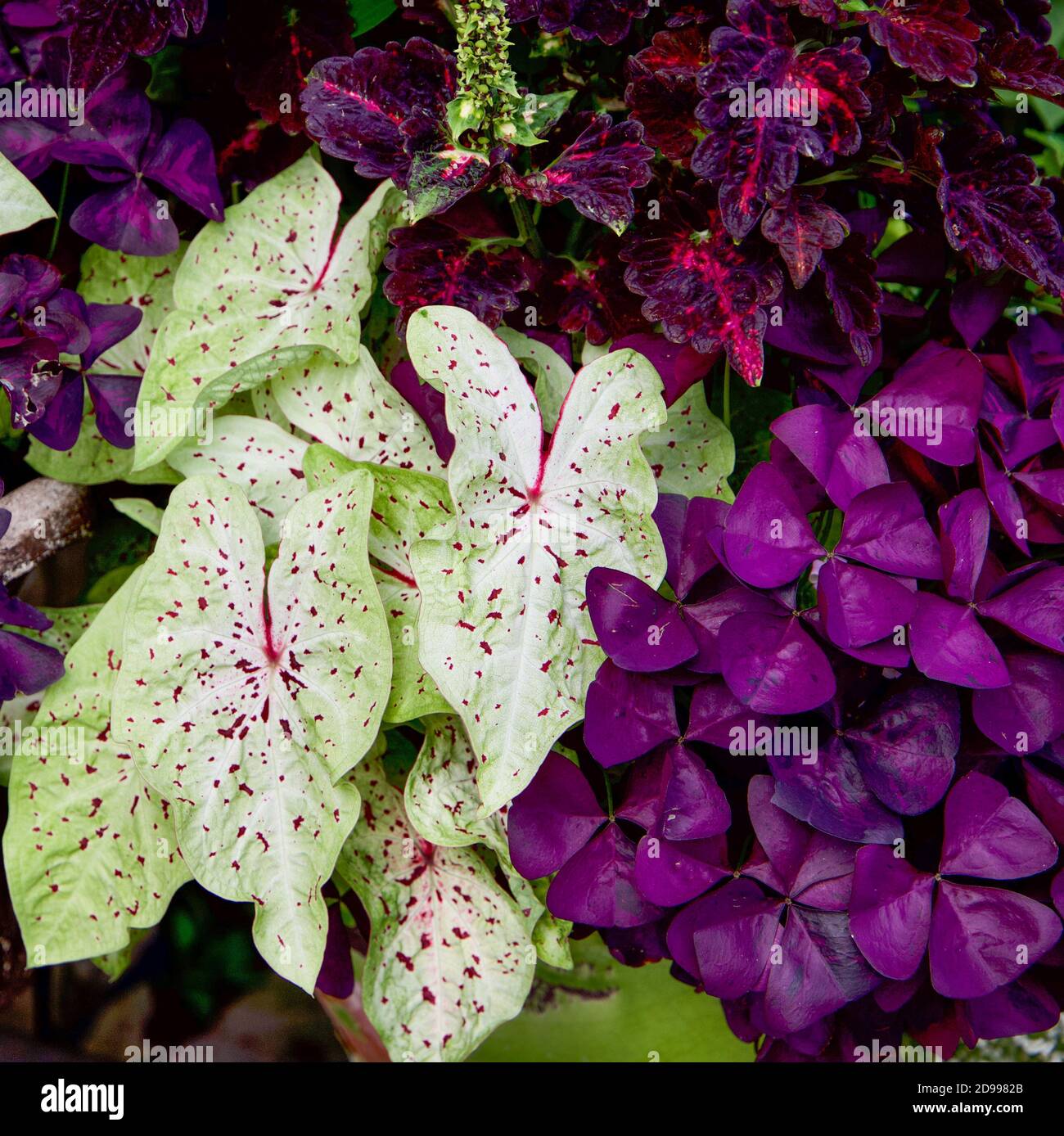 Variegated red and green caladium fill out garden containers that ...