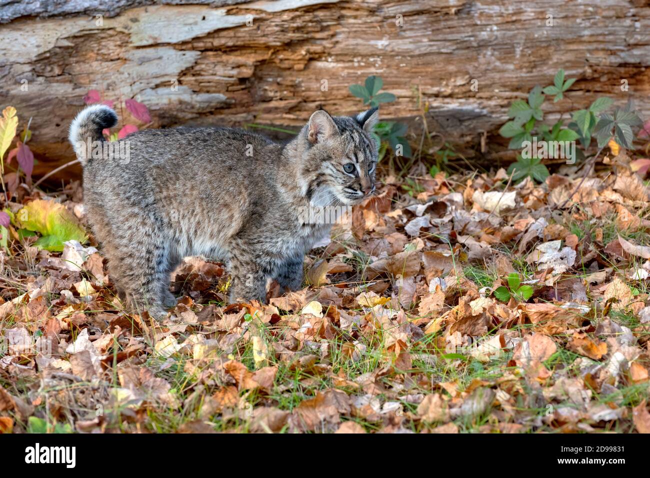 Baby bobcat hi-res stock photography and images - Alamy