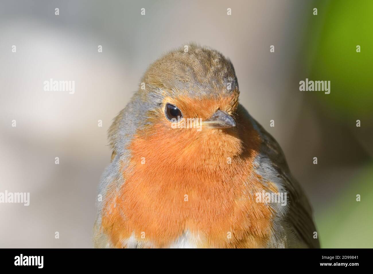 Robin portrait hi-res stock photography and images - Alamy