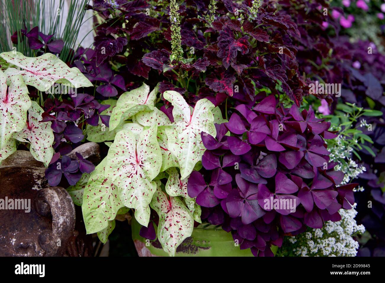 Variegated red and green caladium fill out garden containers that ...