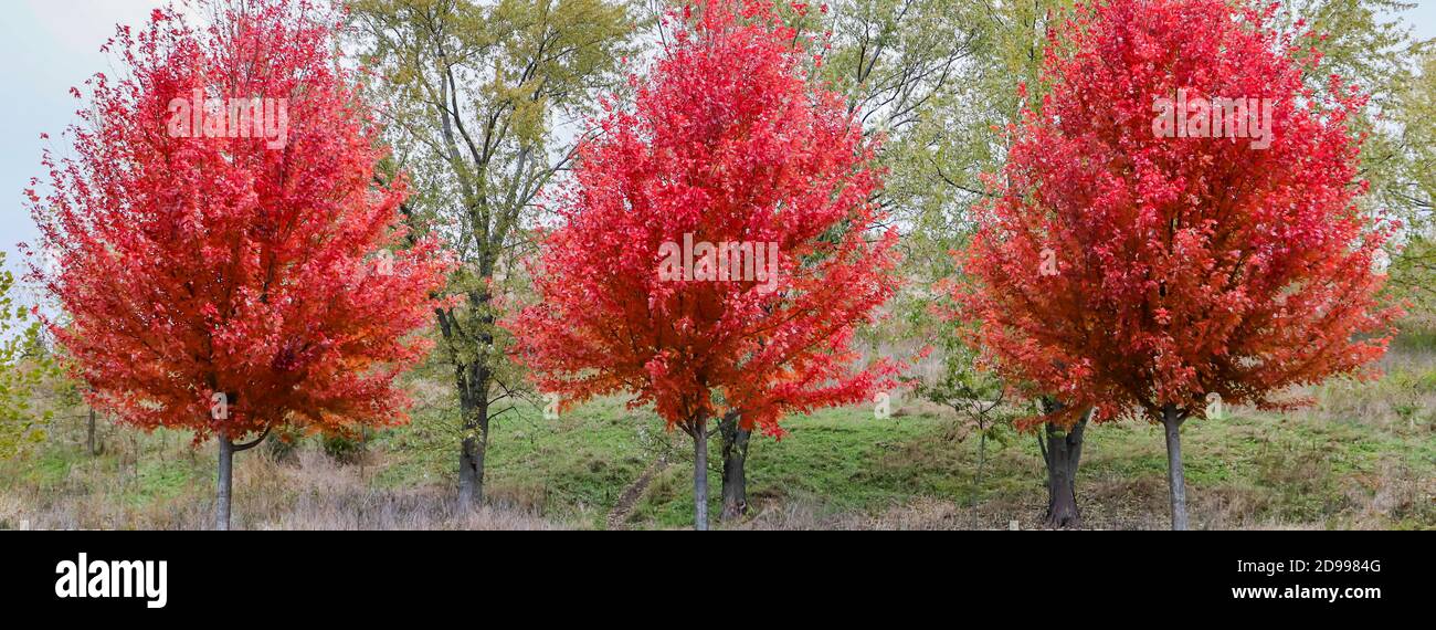 A trio of the hybrid autumn blaze trees in autumn at a Forest Preserve ...