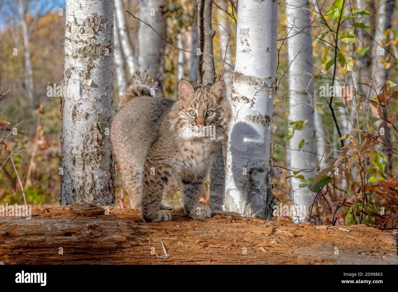 Bobcat Kitten in the Birch Forest in Autumn Stock Photo - Alamy