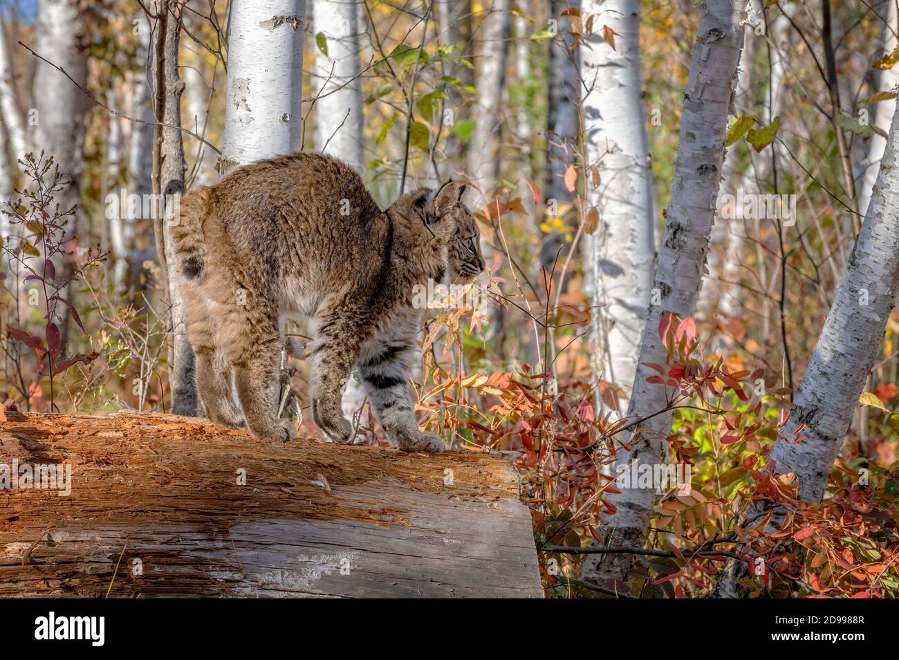Bobcat Kitten in the Birch Forest in Autumn Stock Photo - Alamy
