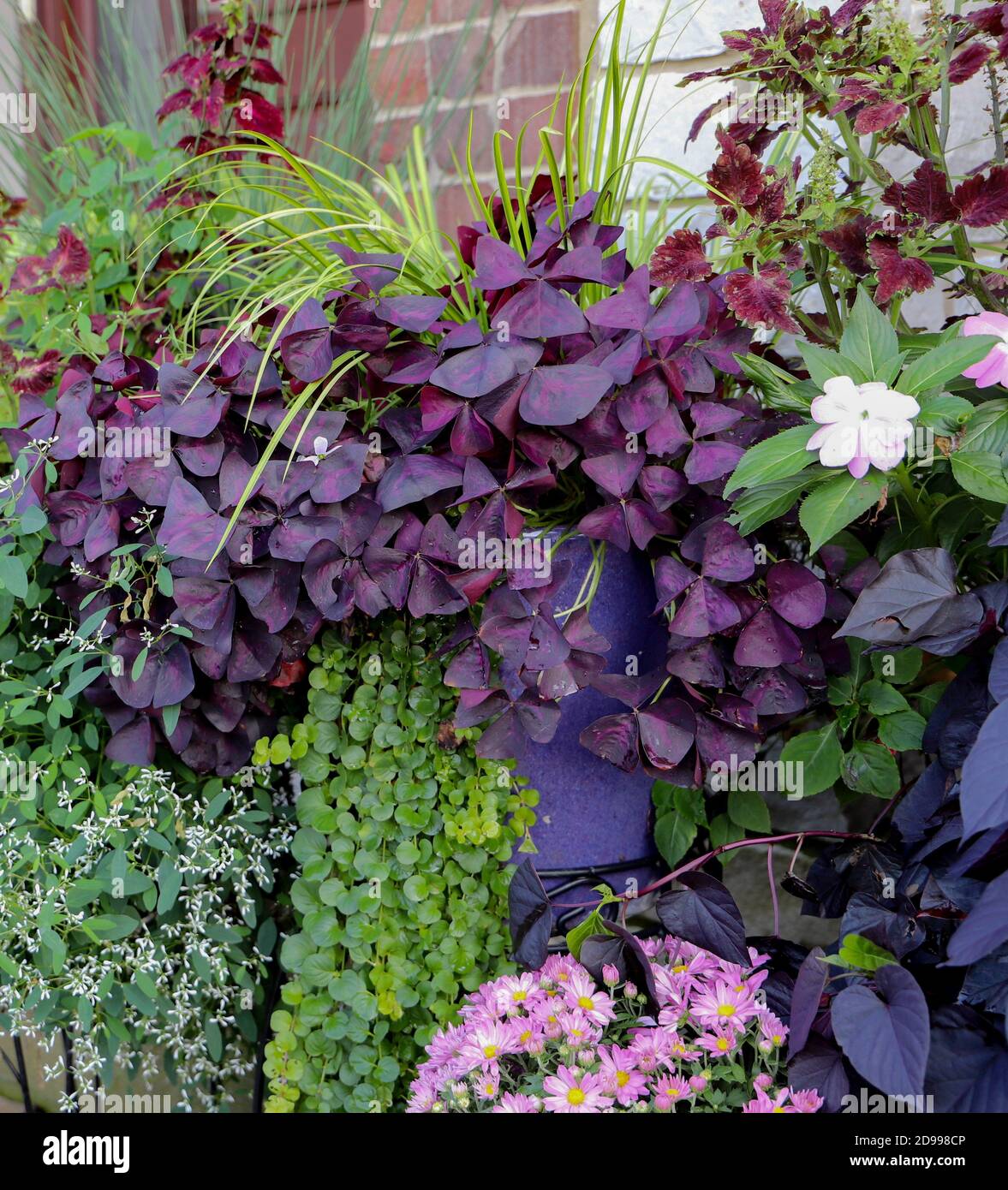 Oxalis triangularis, purple shamrocks, are the filler foliage in the ...