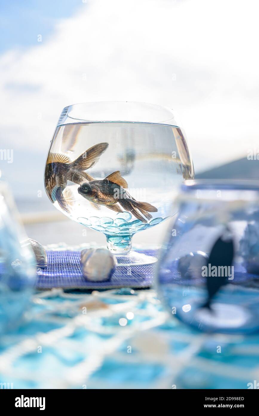 Fish swim in a glass Stock Photo - Alamy