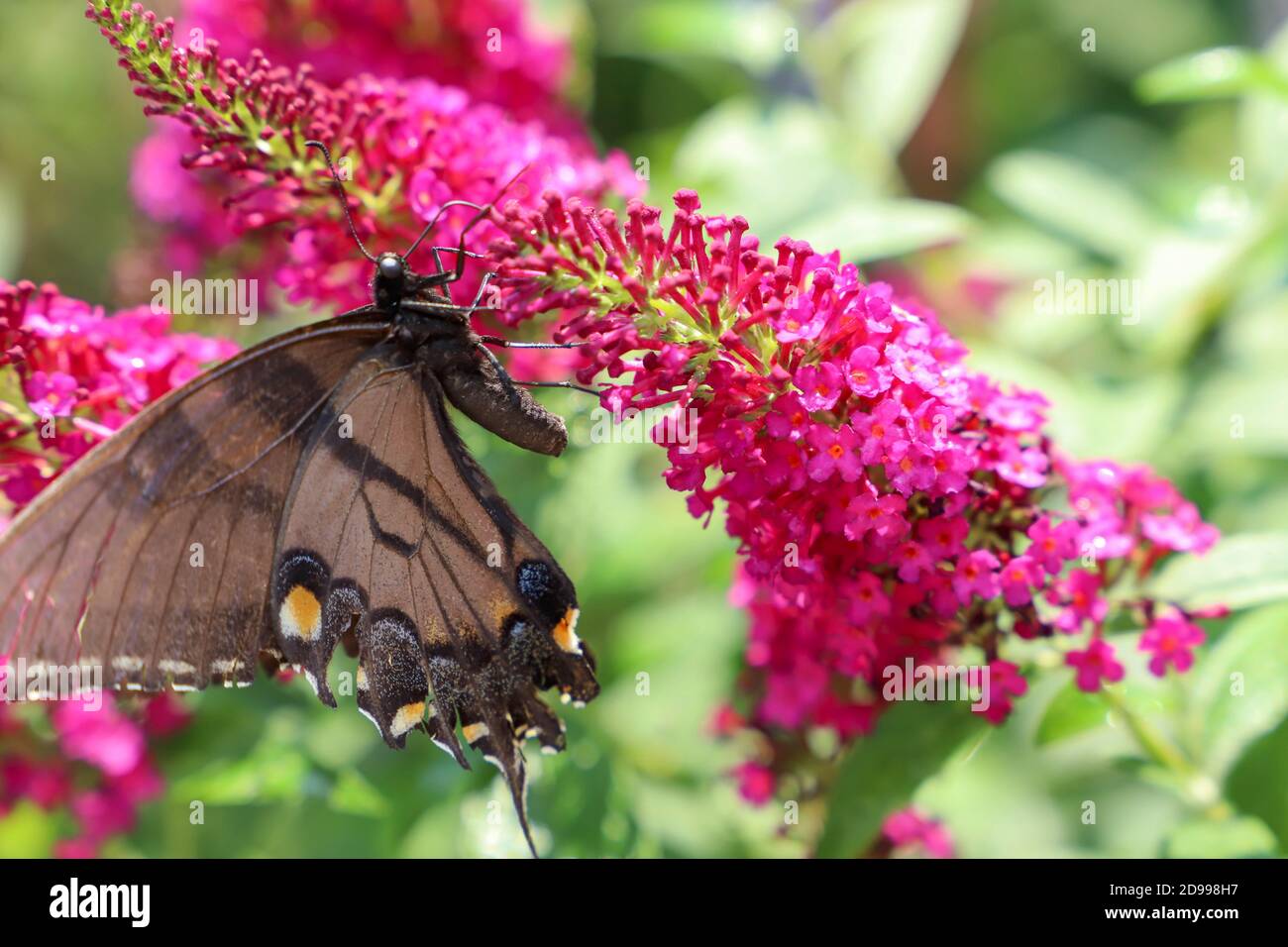 Colorful butterfly feeding on Miss Molly butterfly bush, a noninvasive ...