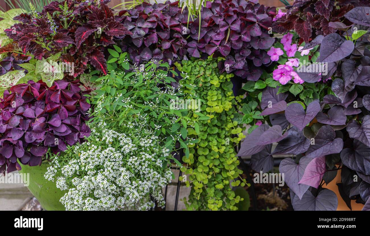 Variegated red and green caladium fill out garden containers that ...