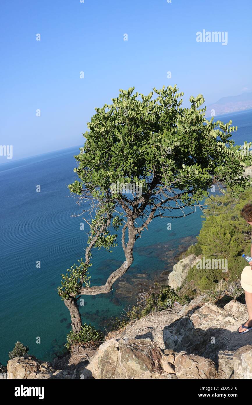 Tree growing on a Cliff edge in Cyprus overlooking the Mediterranean ...