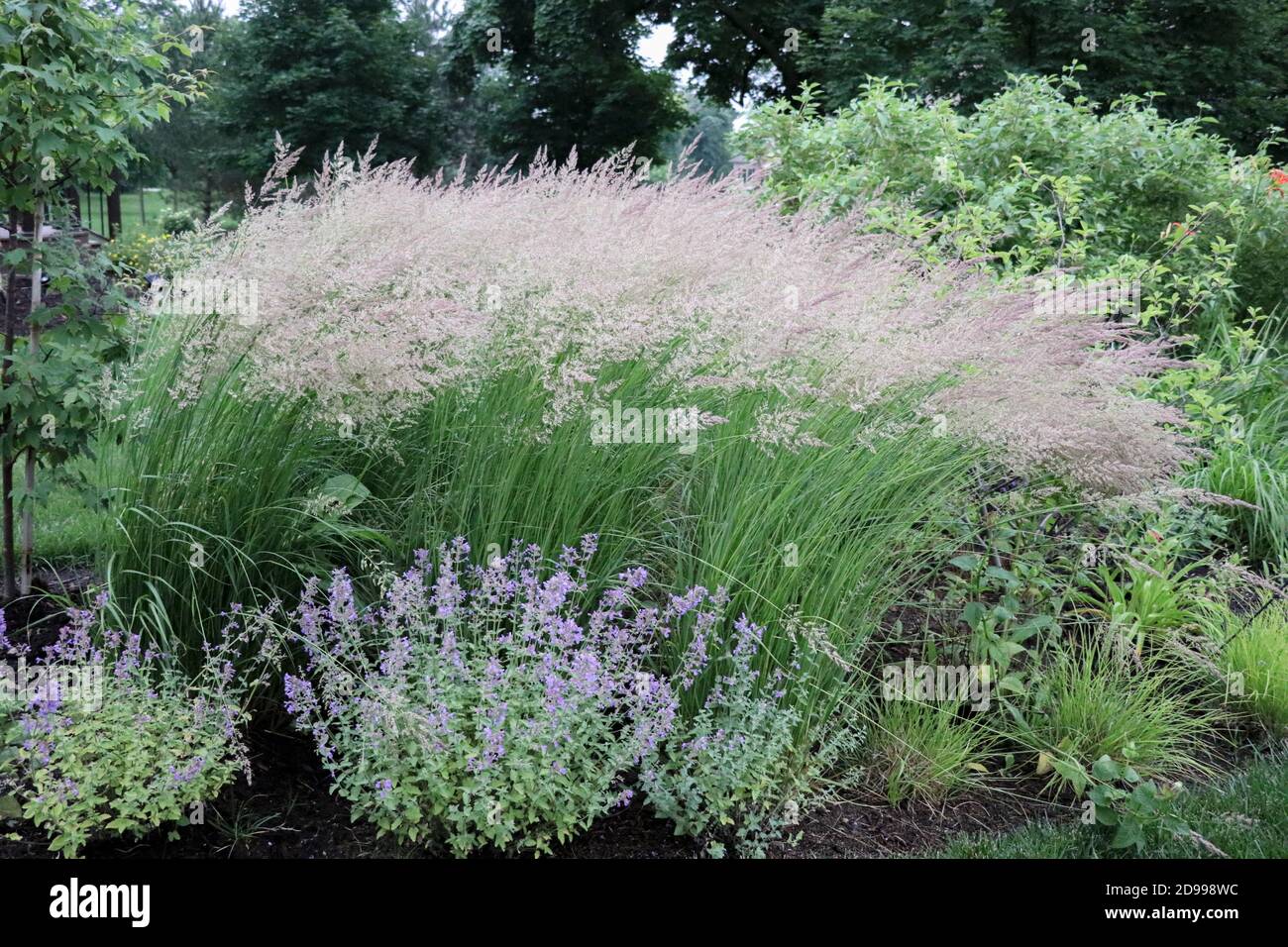 Blue nepeta hi-res stock photography and images - Alamy