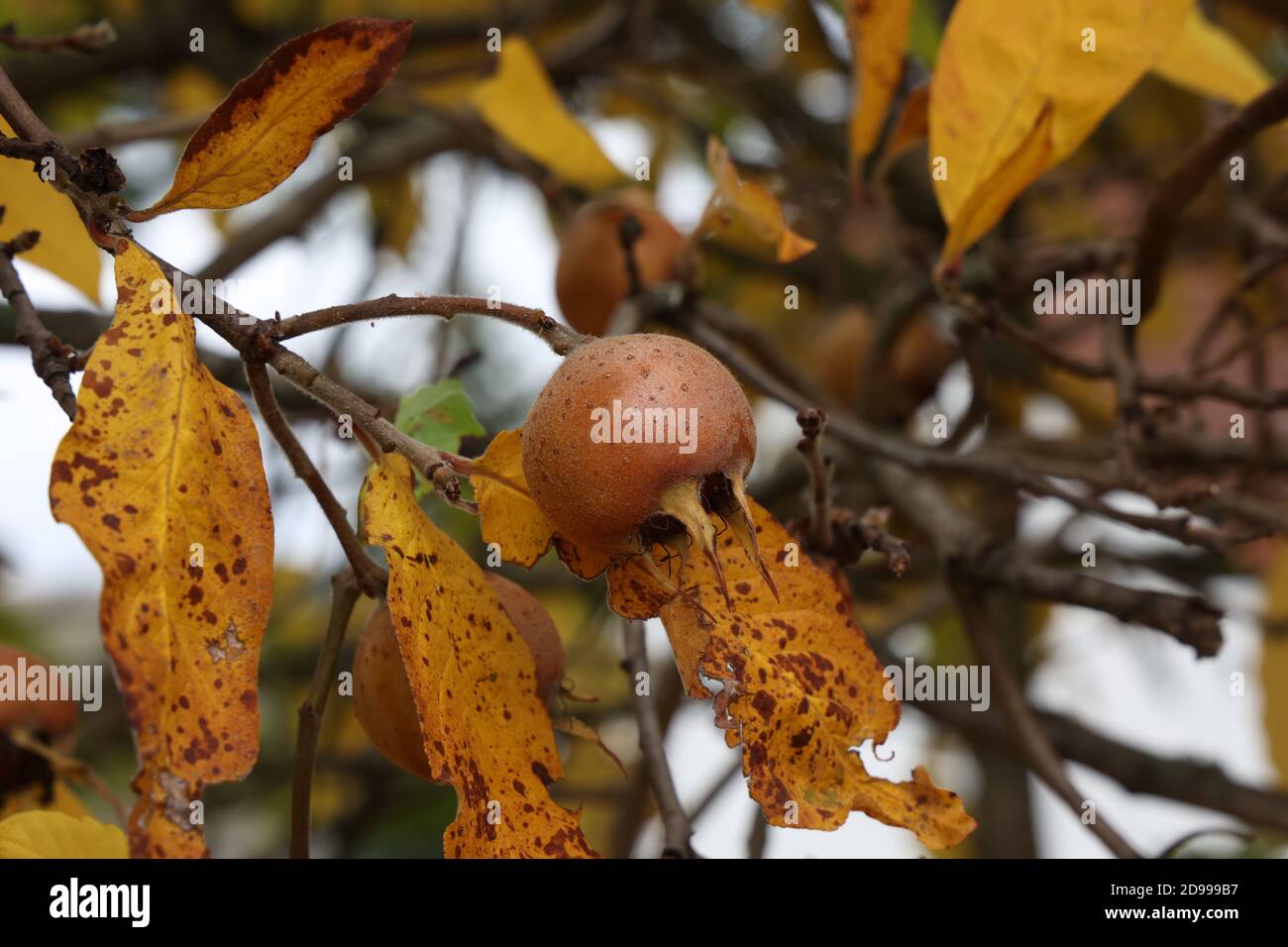 Fruit of Mespilus germanica, also named common medlar at a tree Stock ...