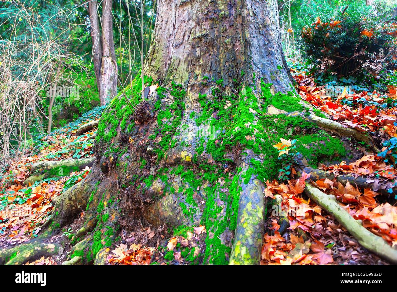 Platanus Hispanica Tree with large roots Stock Photo - Alamy